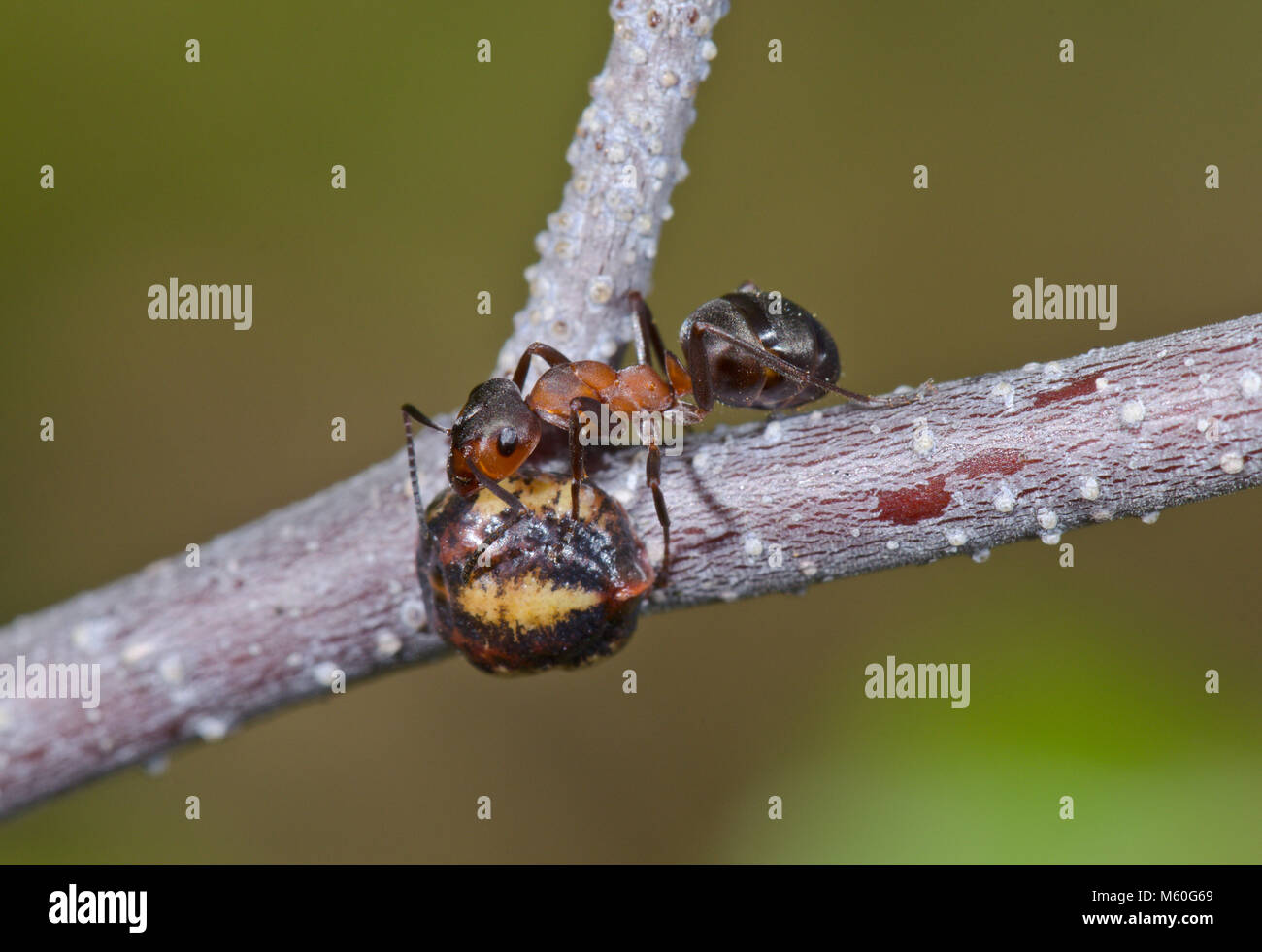Scale insect hi-res stock photography and images - Alamy