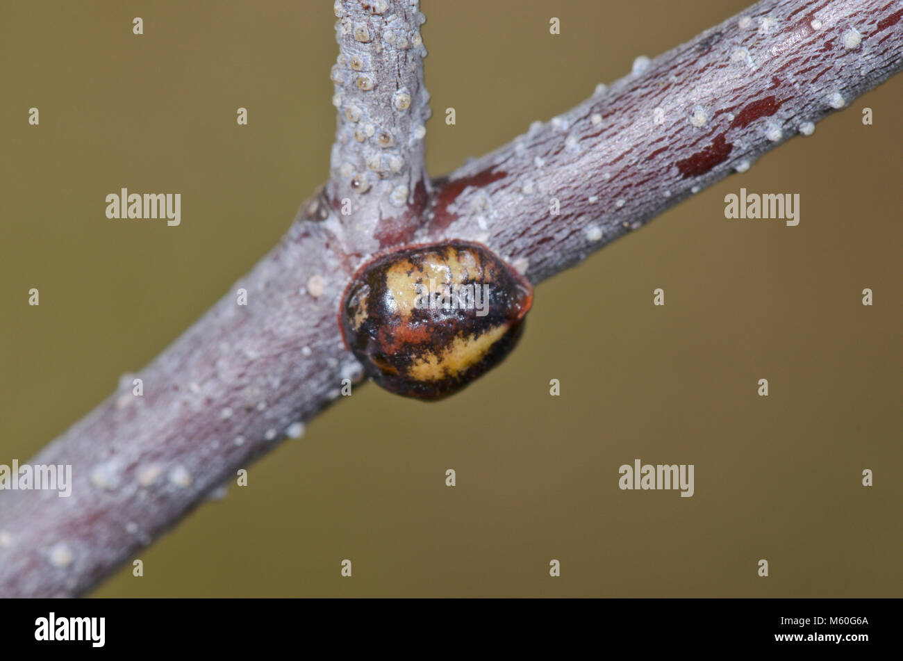 Nut Scale Insect ( Eulecanium tiliae ), Coccidae. Sussex, UK Stock ...