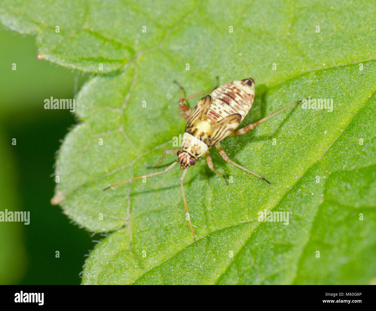 Nymph of Striped Oak Bug (Rhabdomiris-Calocoris striatellus). Miridae ...