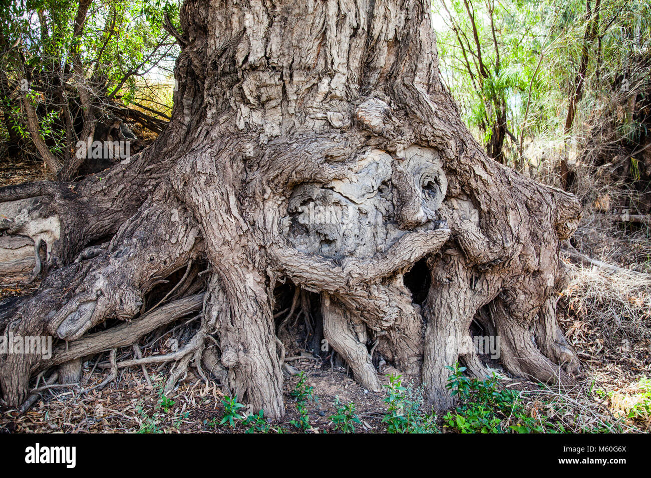 sculptured roots of a large gum tree on the banks of the Darling River ...