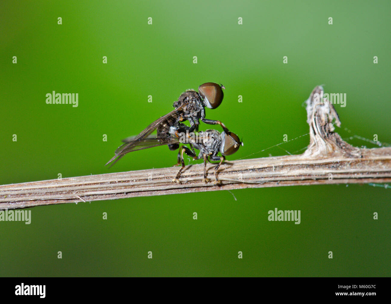 Big huge enormous hi-res stock photography and images - Alamy