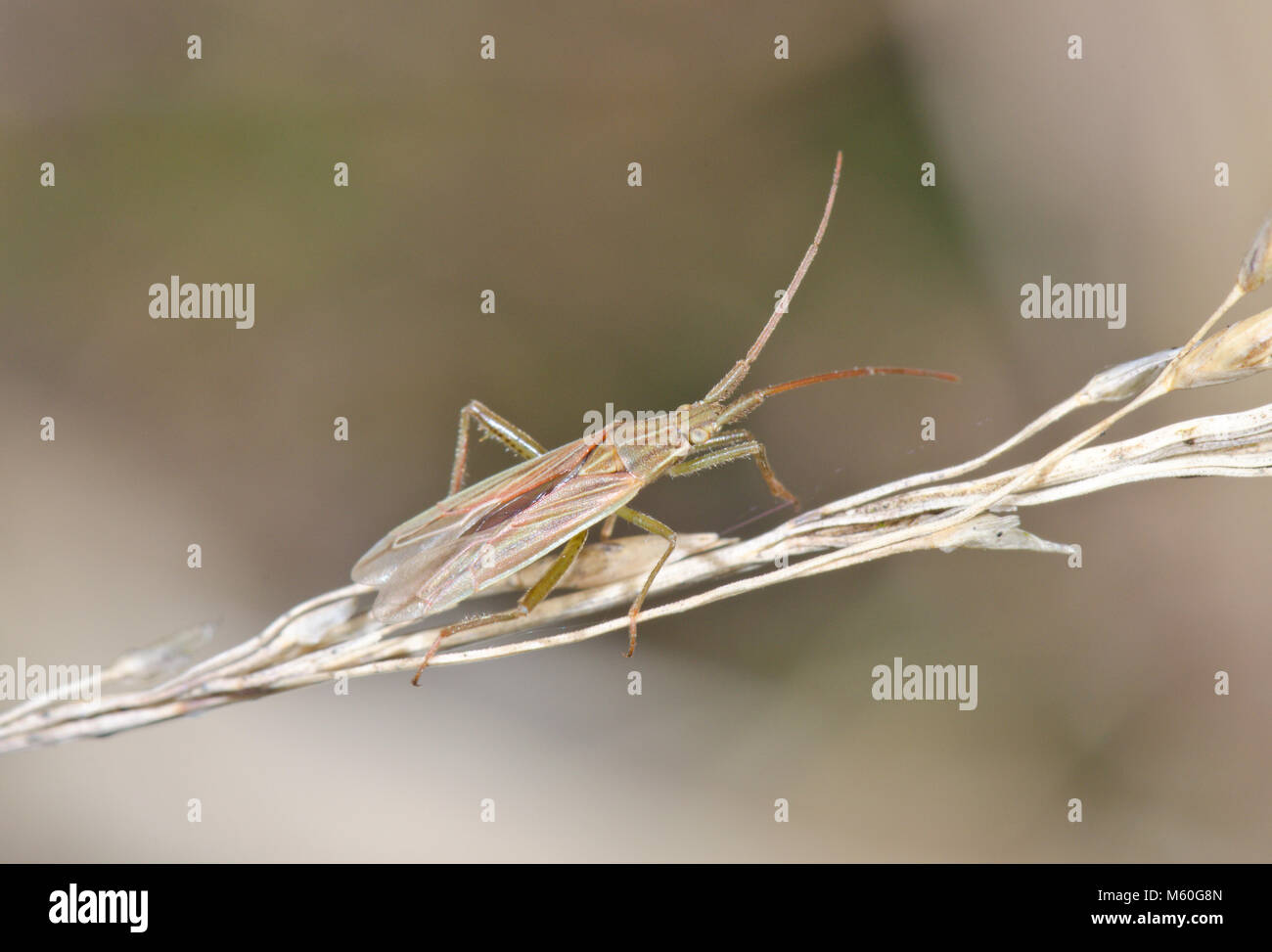 Spurs on hind femur hi-res stock photography and images - Alamy