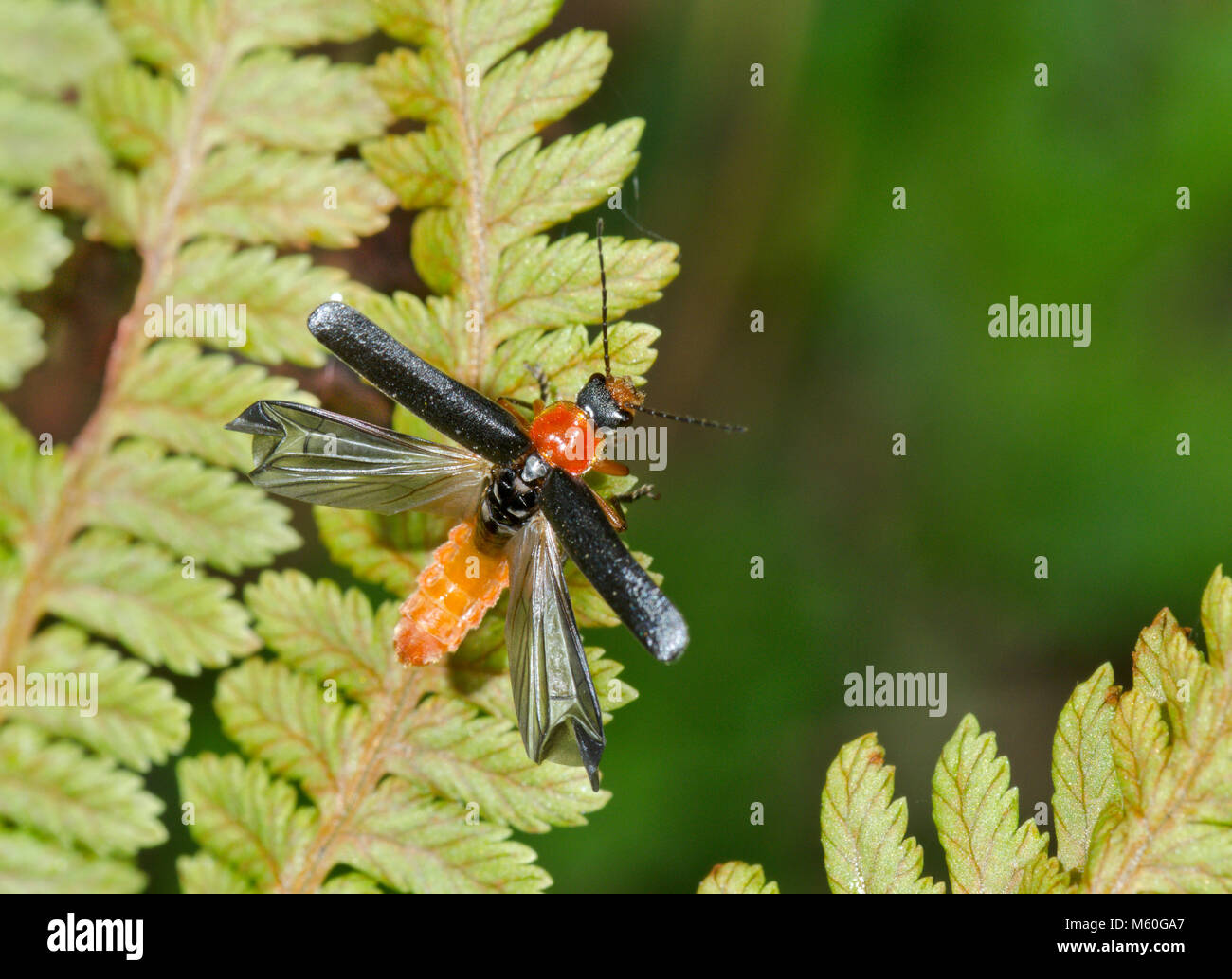 Flying beetles hi-res stock photography and images - Alamy