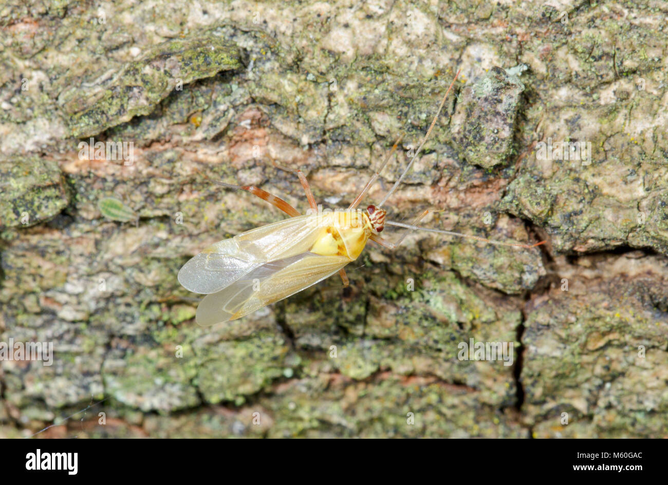 Teneral Striped Oak Bug (Rhabdomiris / Calocoris striatellus) on Oak ...