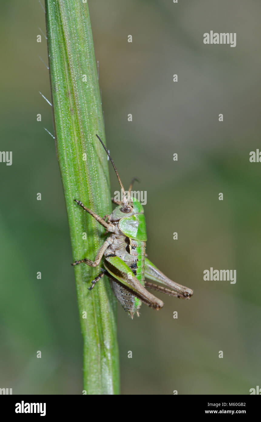 Wart biter cricket decticus verrucivorus hi-res stock photography and ...