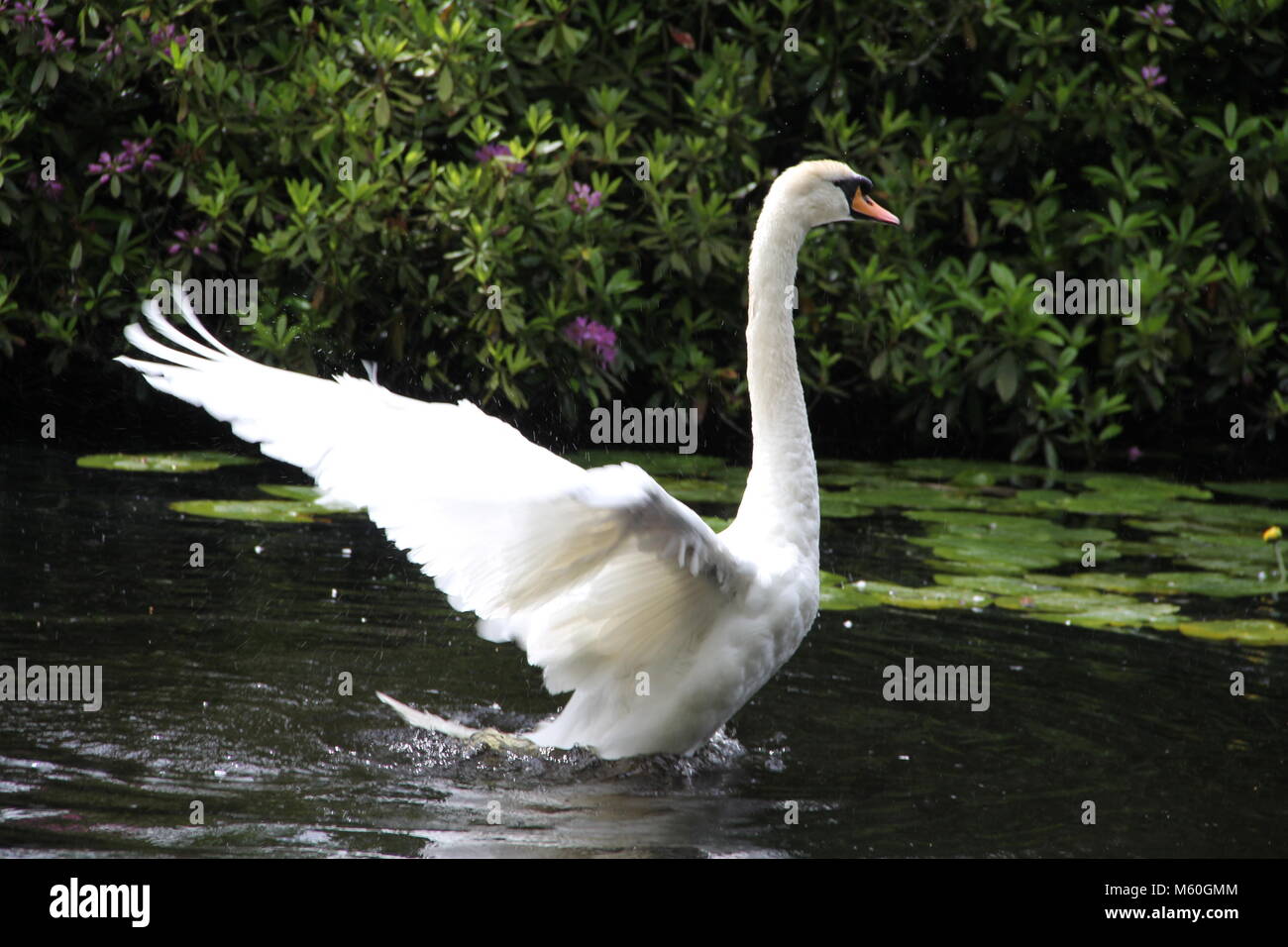 Swan Stretches her Wings Stock Photo - Alamy