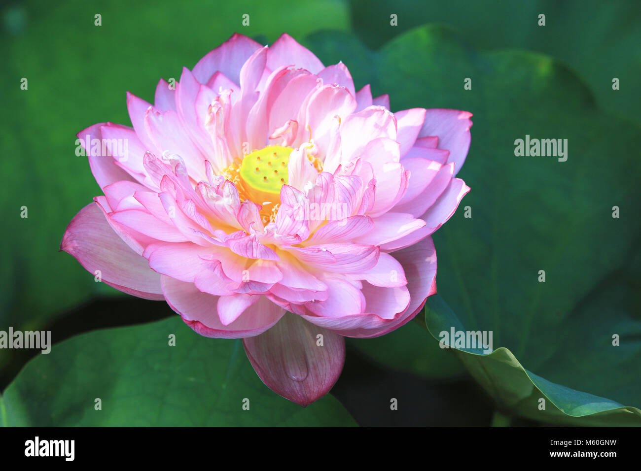 Peony Lotus flower,beautiful pink with purple lotus flower blooming in ...