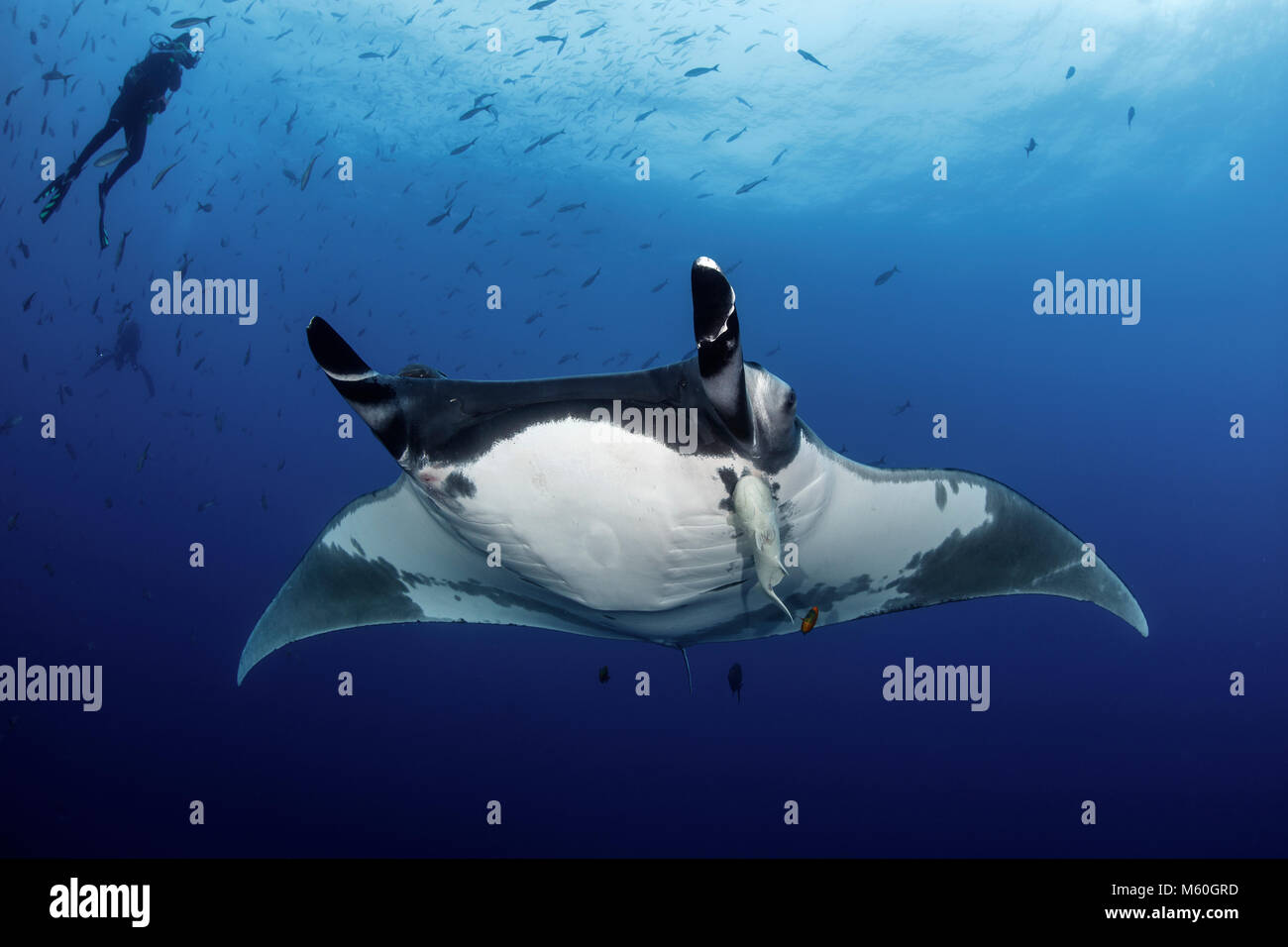 Giant Manta Ray and Scuba diver, Manta birostris, San Benedicto Island ...