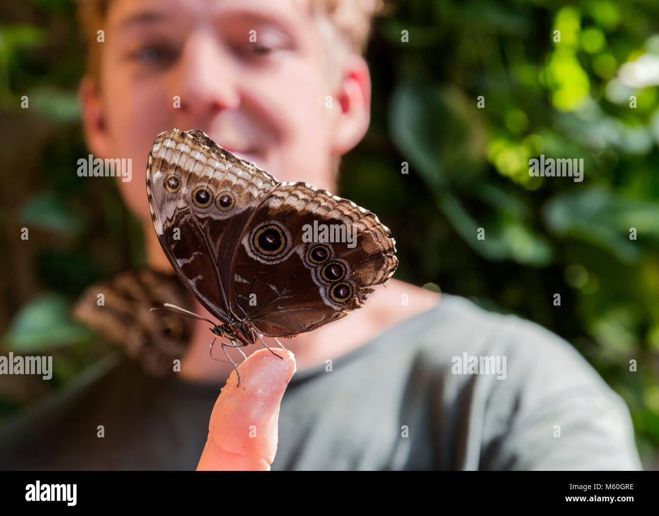 Morpho peleides butterfly (Peleides blue morpho) resting on a man's ...