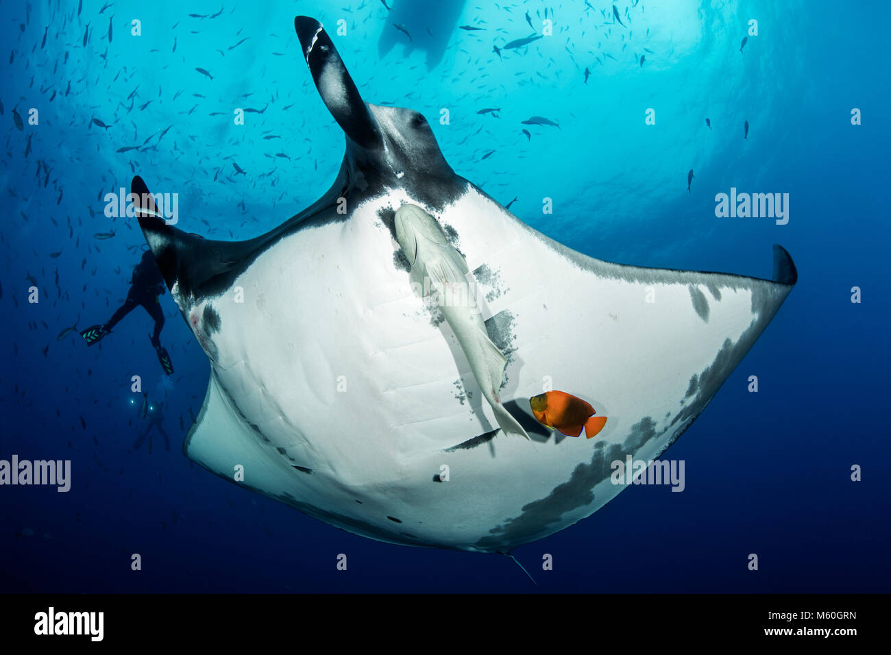 Giant Manta Ray at Cleaning Station, Manta birostris, San Benedicto ...
