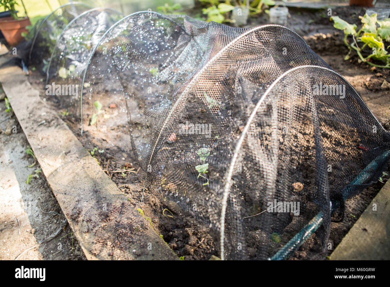 Raised bed protector for vegetable patch / allotment and growing Stock ...