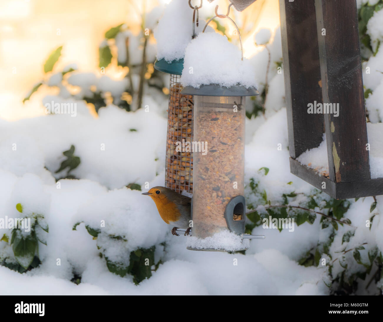 Robin Winter Scene High Resolution Stock Photography and Images - Alamy
