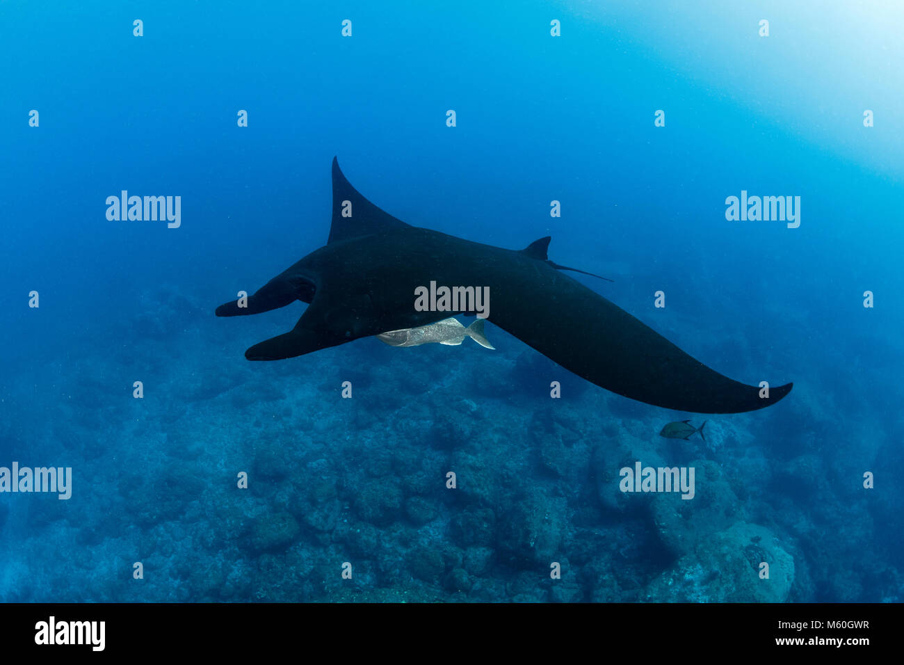 Manta ray hi-res stock photography and images - Alamy