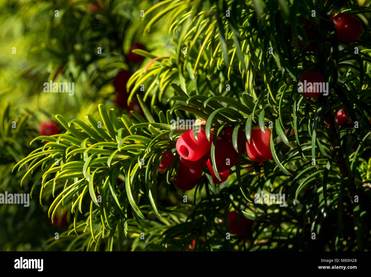English yew hi-res stock photography and images - Alamy