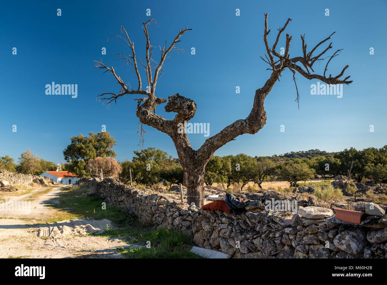 Old dead cork oak near village of Beira, Alentejo, Portugal Stock Photo ...