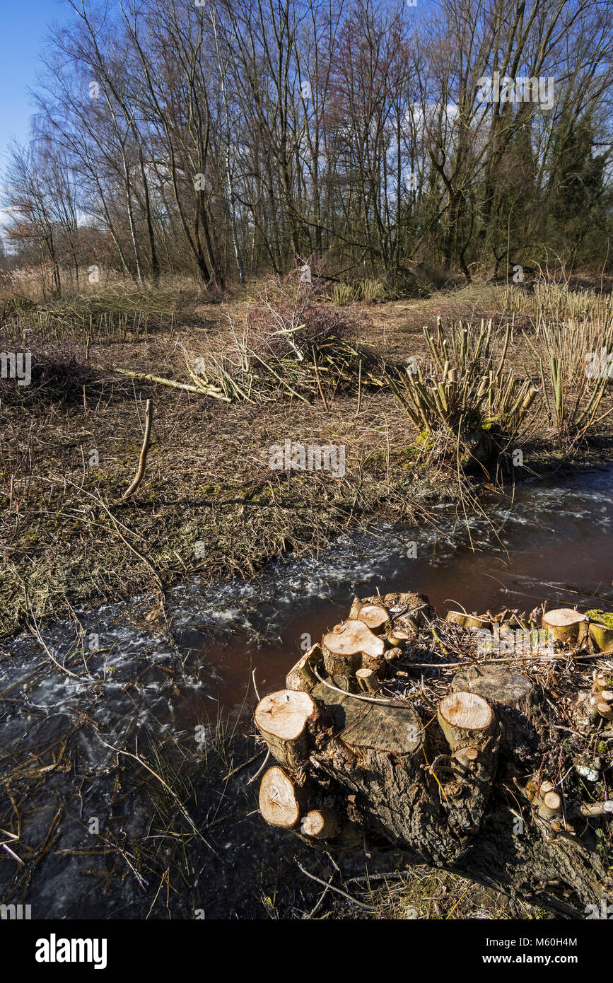 Trimmed willow trees and bundles of cut wood / branches in marshland in ...