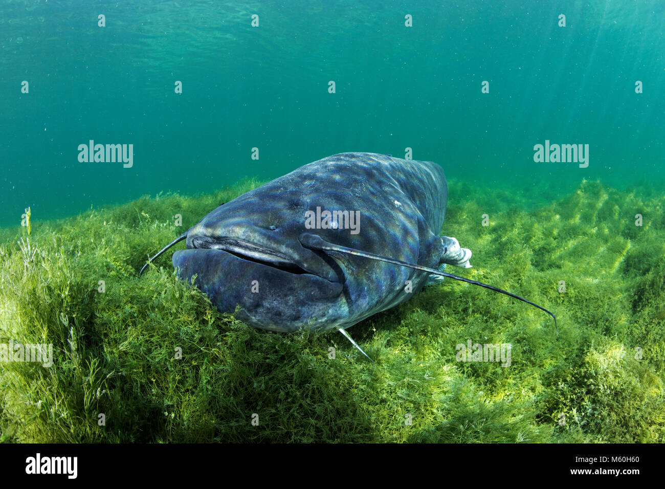Wels catfish hi-res stock photography and images - Alamy