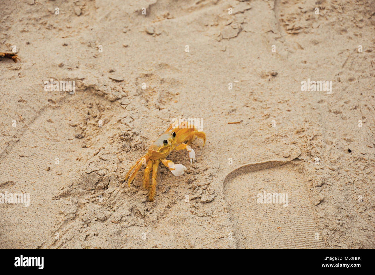 Close-up of a crab near its burrow in the sand on beach of Juquey, an ...