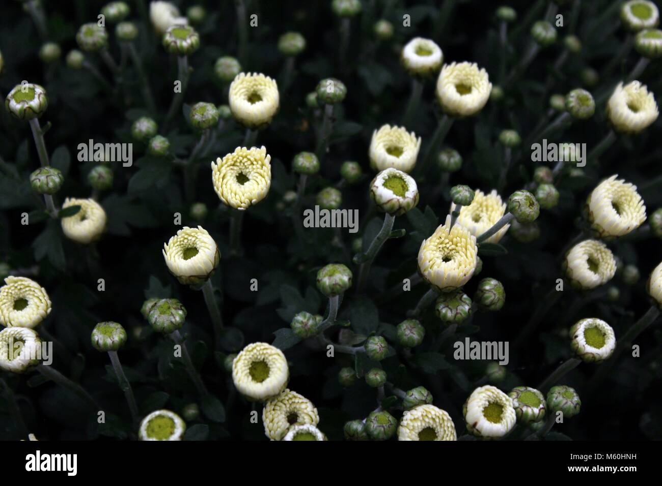 Closed flowers hi-res stock photography and images - Alamy