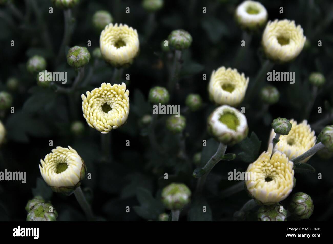 Closed flowers hi-res stock photography and images - Alamy
