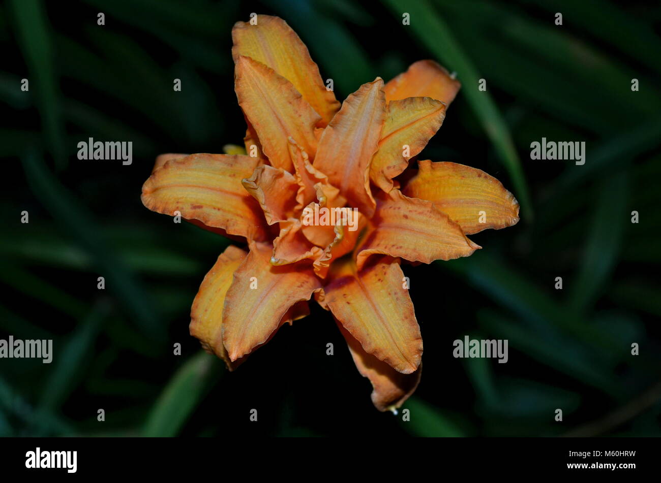 Beautiful Natural Flowers Stock Photo - Alamy