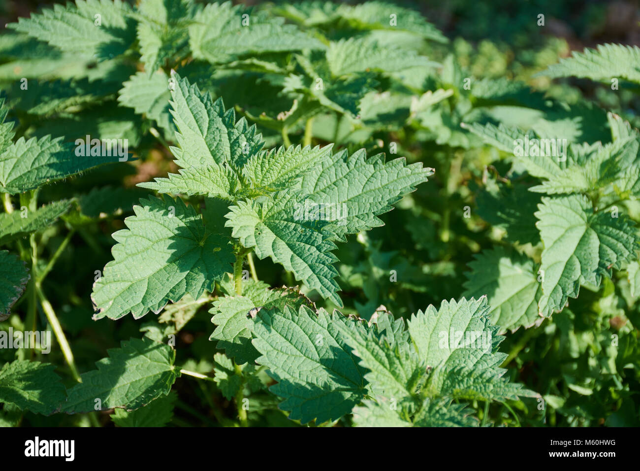 Burning nettle hi-res stock photography and images - Alamy