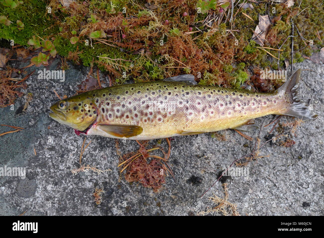 Norway, 2010: Fishing trout in the forest lake Stock Photo - Alamy