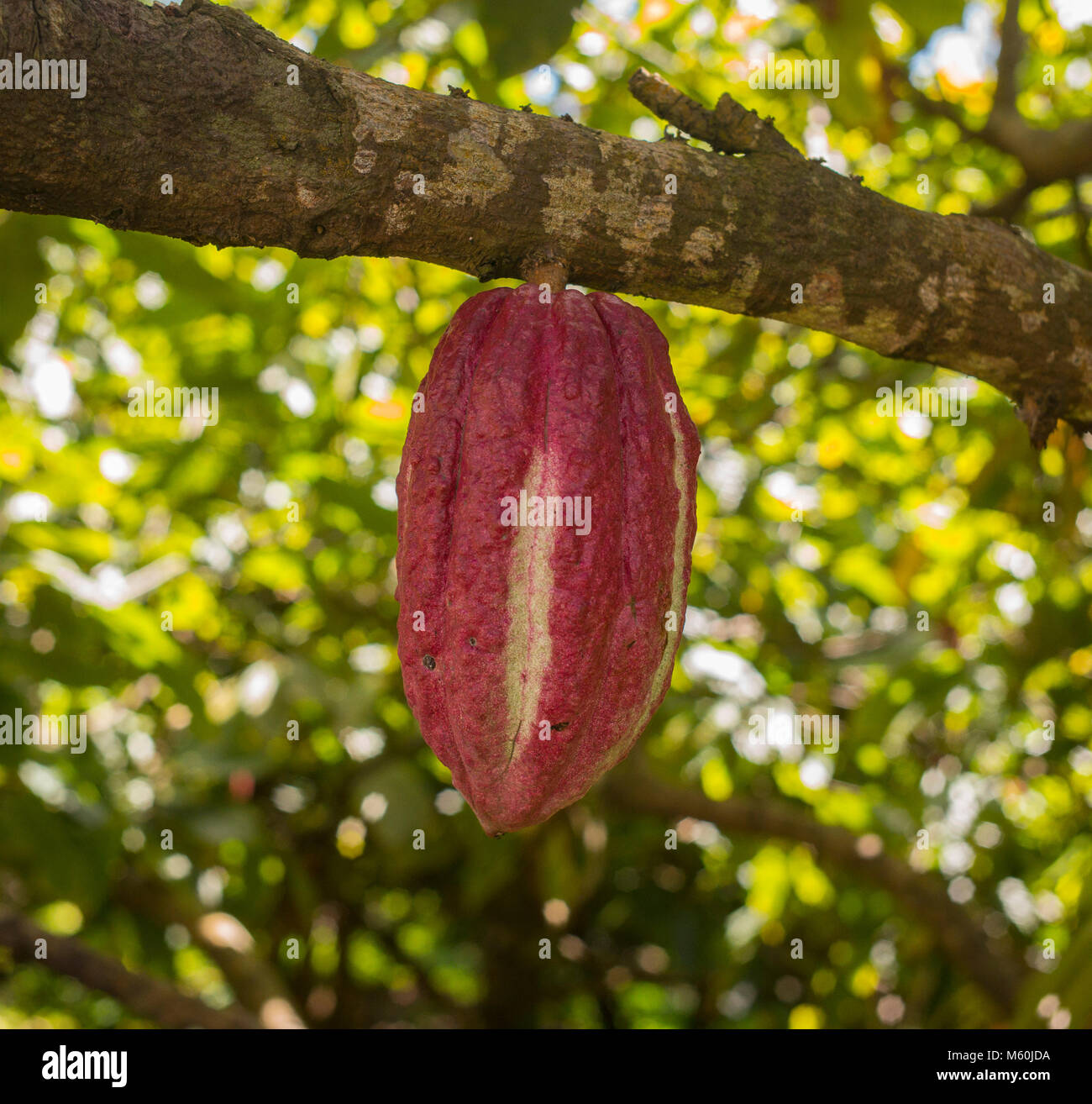 A red cocoa pod ripens on a tree near St. George's Grenada. The pod's ...
