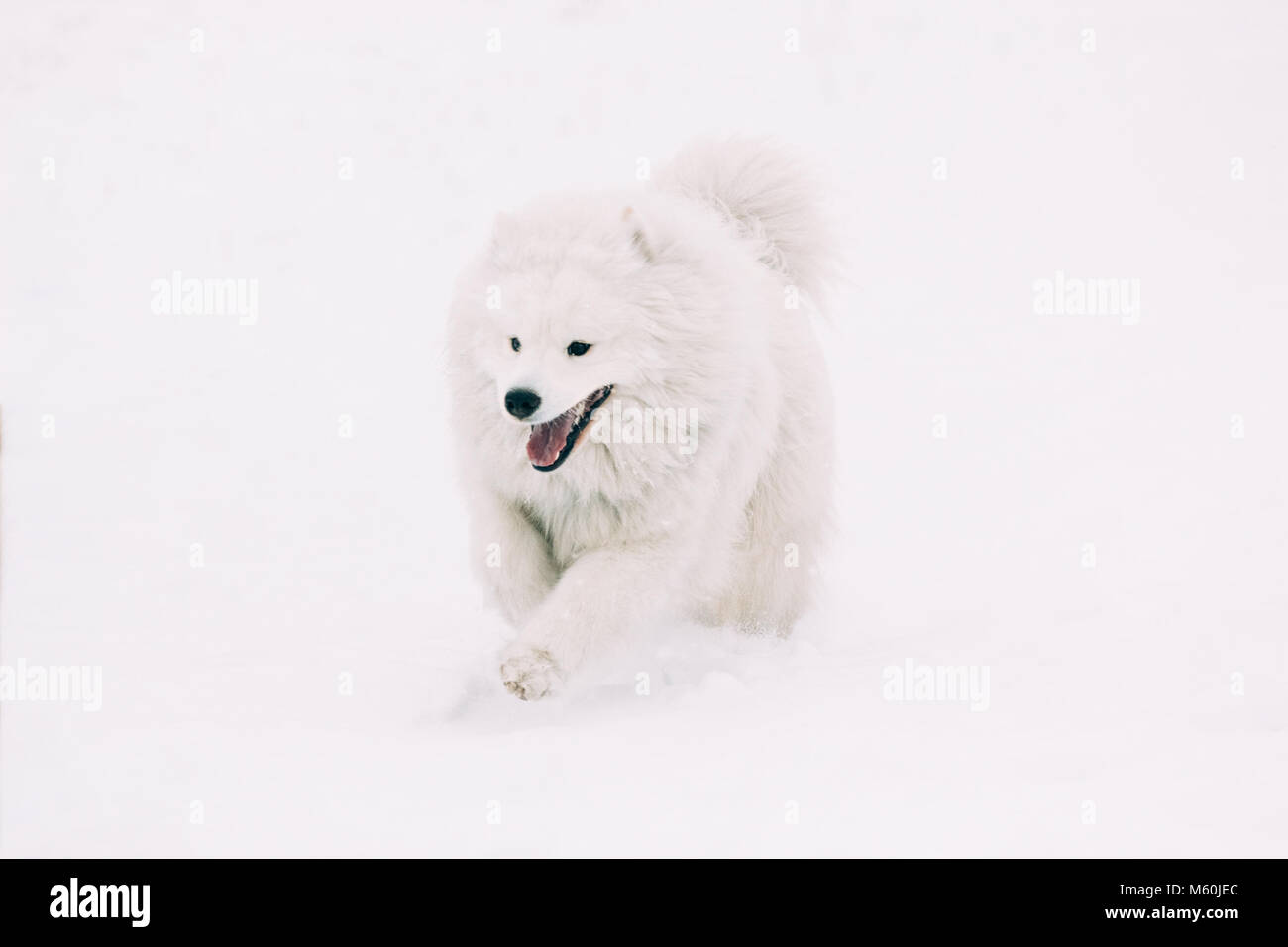 Beautiful Samoyed dog breed is running on the white snow in winter ...