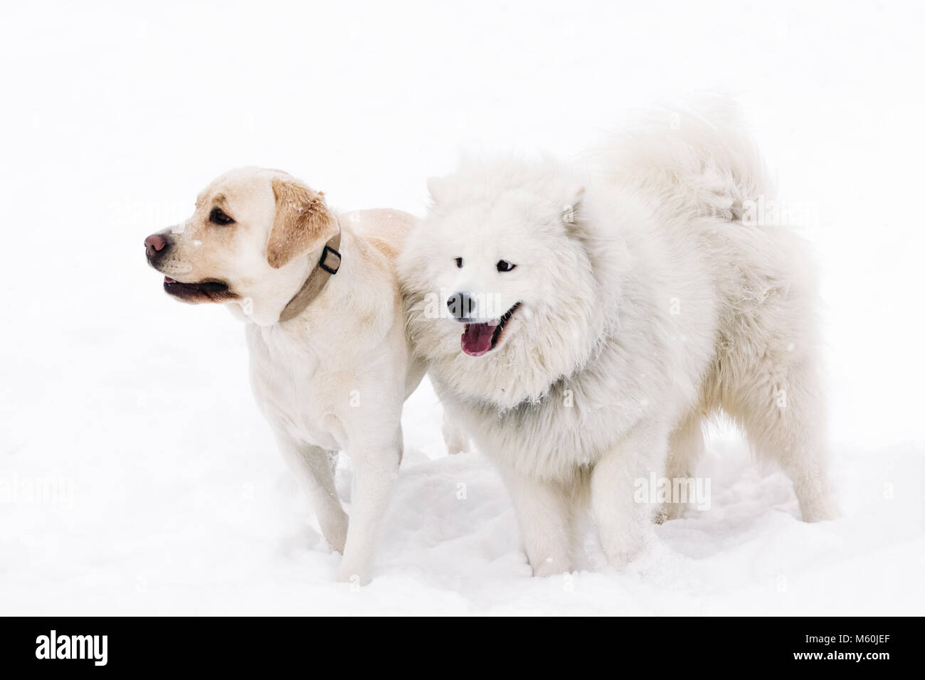 Samoyed Vs Labrador | atelier-yuwa.ciao.jp
