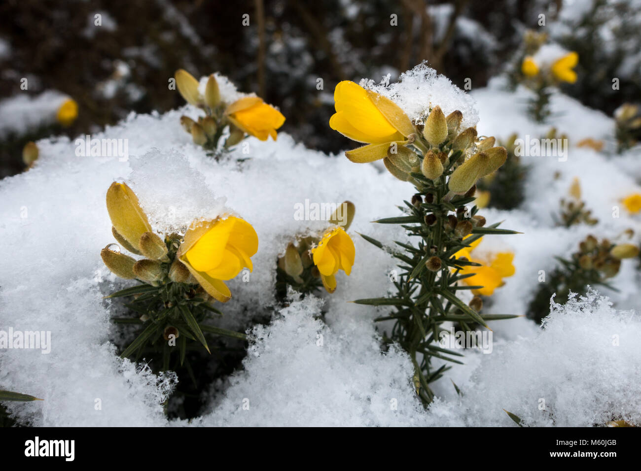 Winter Flower Shrubs High Resolution Stock Photography and Images - Alamy