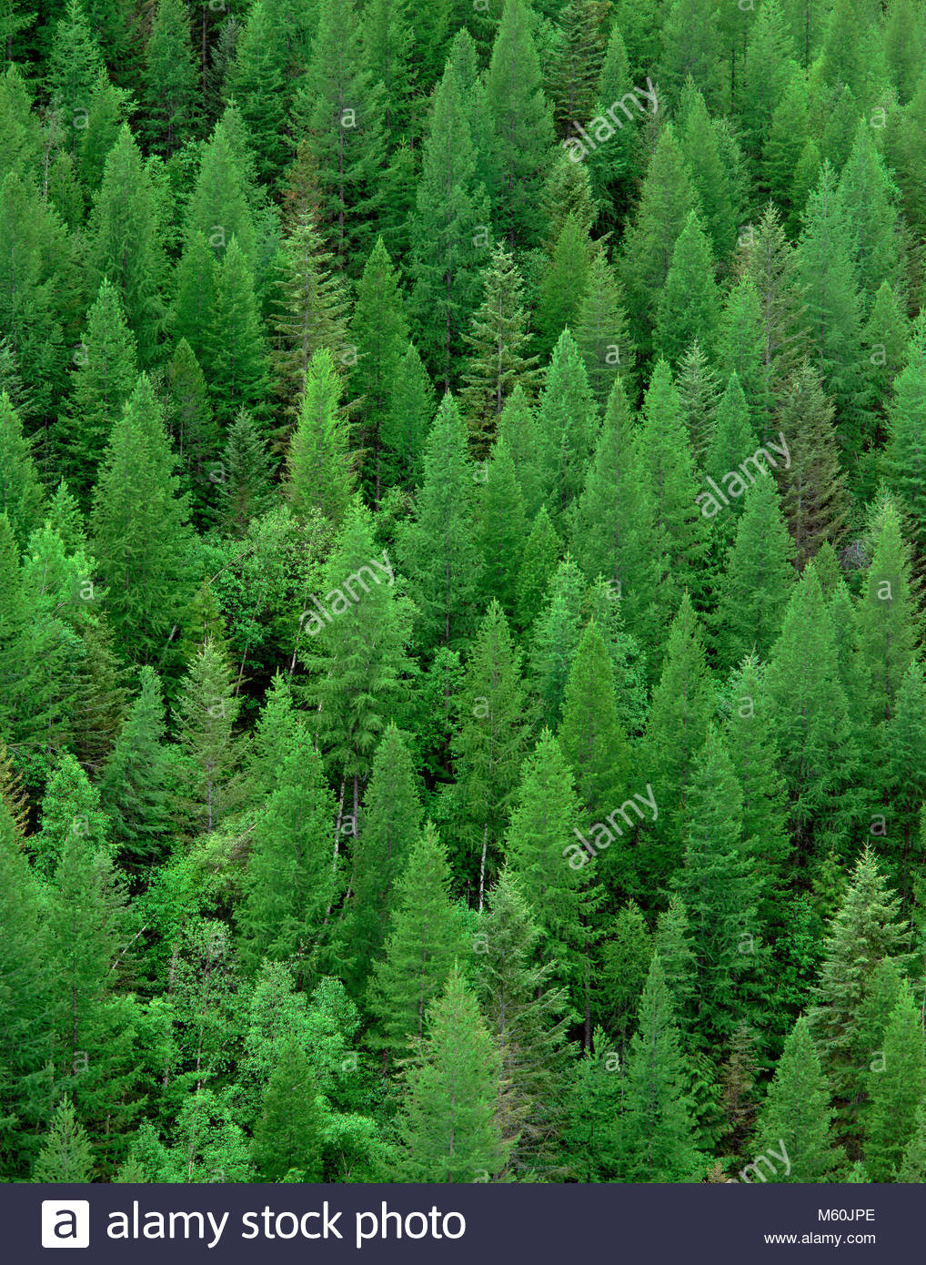 Western Larch Stock Photos & Western Larch Stock Images - Alamy