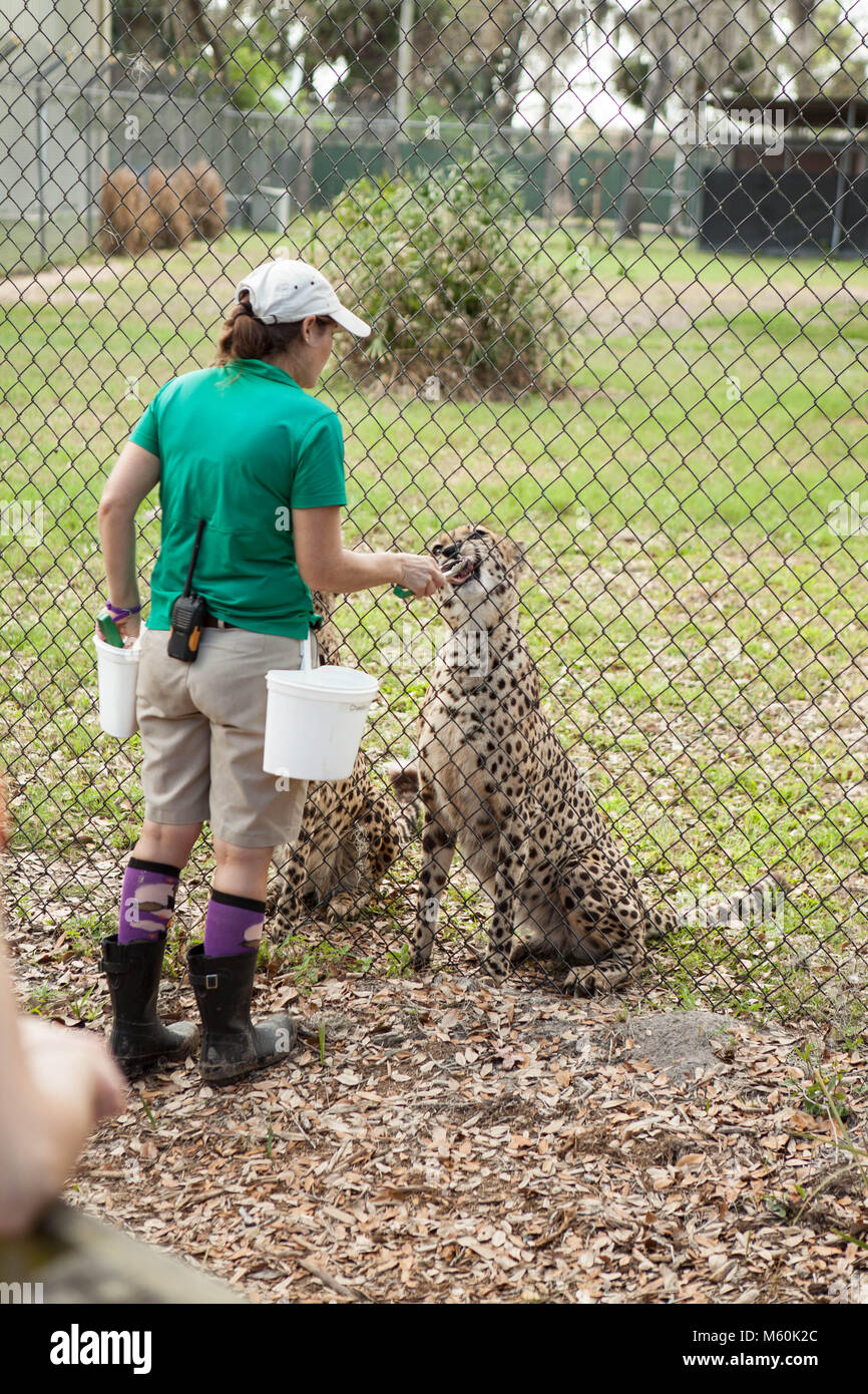 Cheetah Feeding, Central Florida Zoo and Botanical Gardens Stock Photo ...