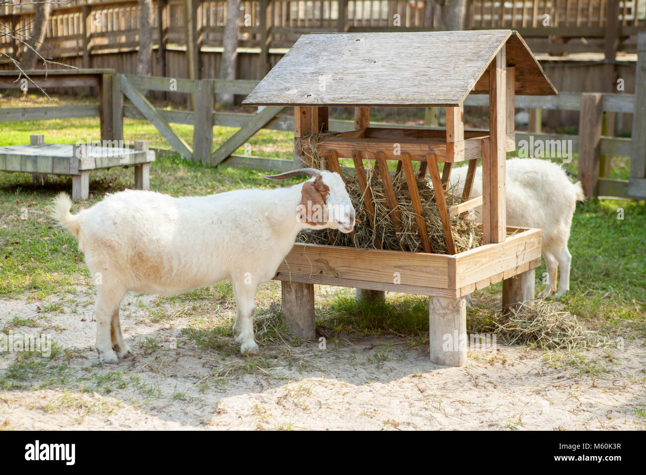 Goats at the Petting Zoo, Central Florida Zoo and Botanical Gardens ...