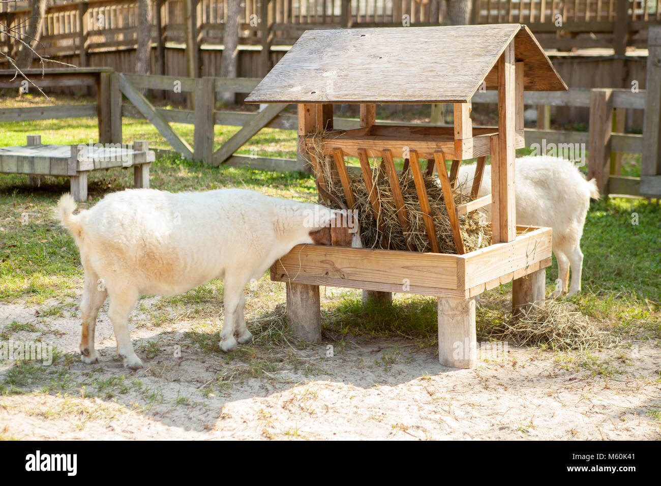 Goats at the Petting Zoo, Central Florida Zoo and Botanical Gardens ...