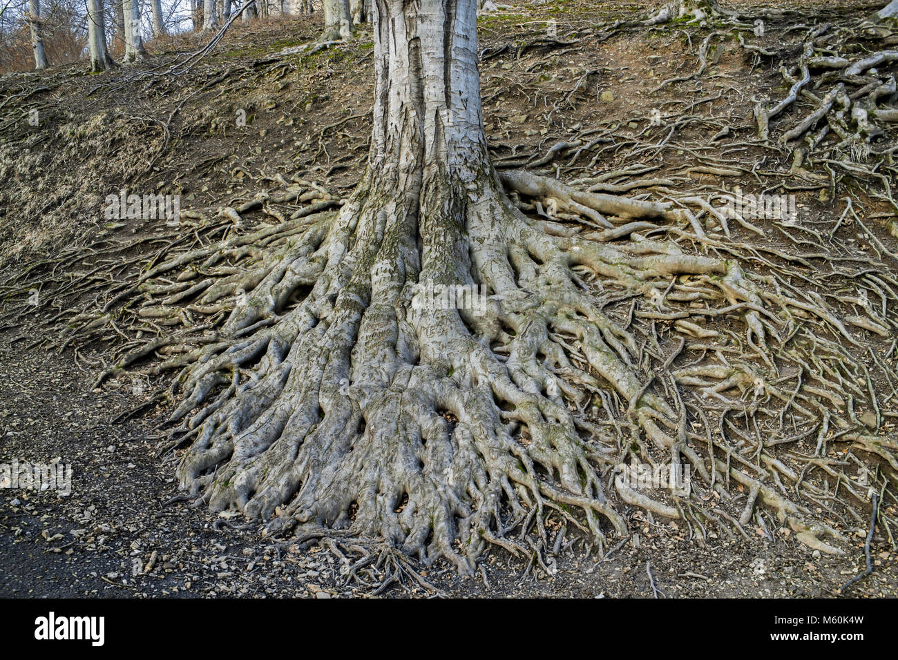 Very large roots of old tree Stock Photo - Alamy