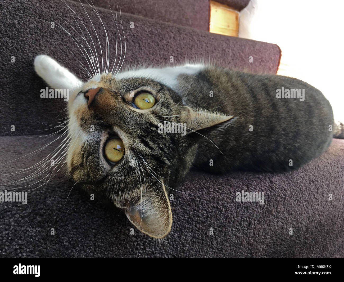 alert cat lying on the stairs Stock Photo - Alamy