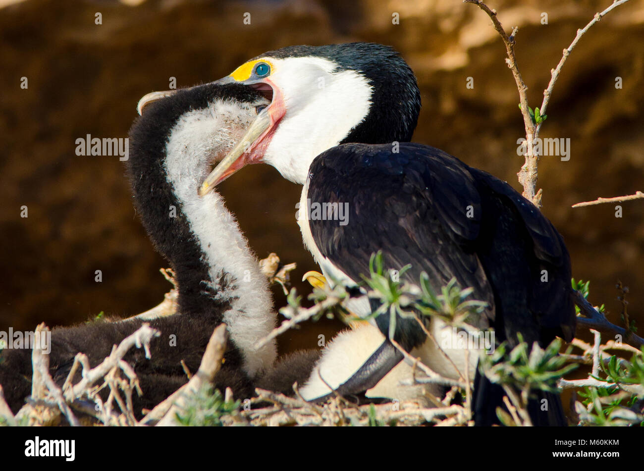 Cormorant chick hi-res stock photography and images - Alamy