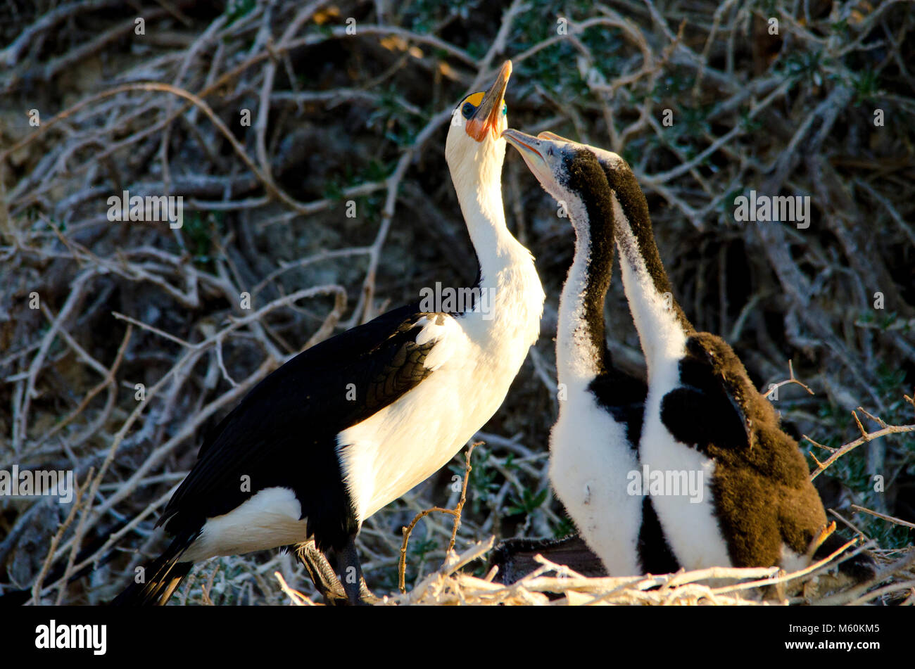 Baby cormorant hi-res stock photography and images - Alamy