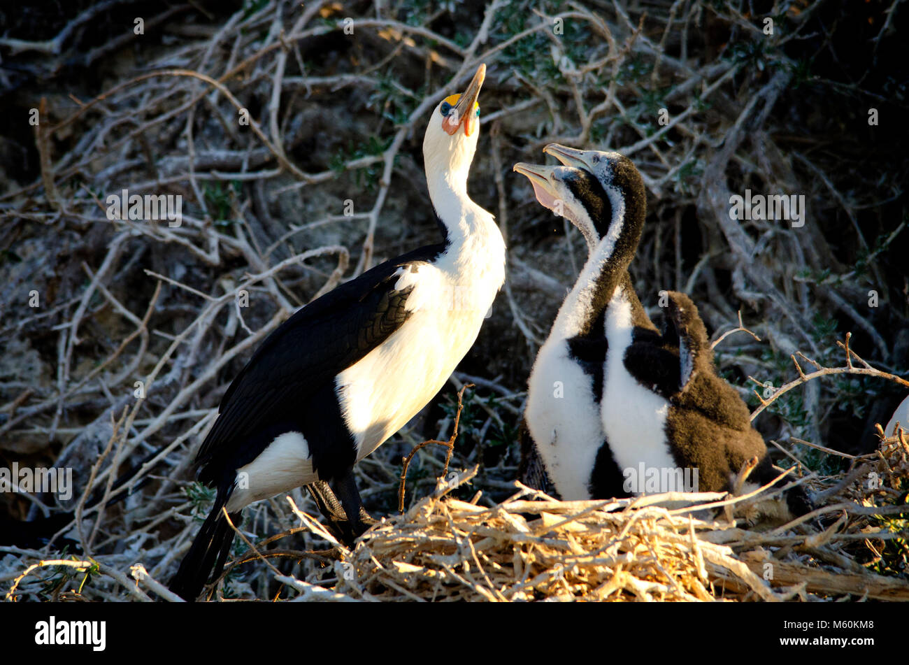 Baby cormorant hi-res stock photography and images - Alamy