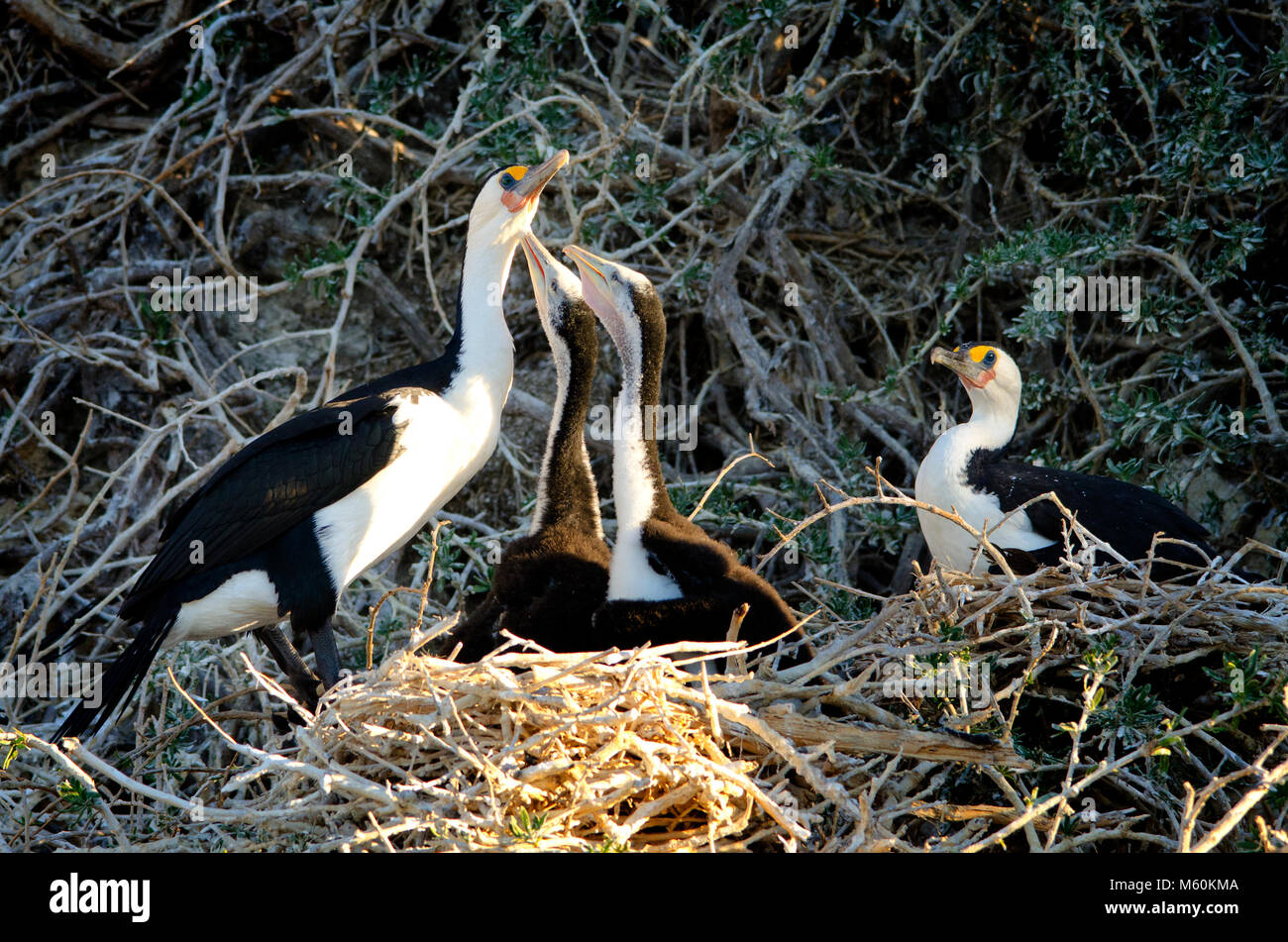 Baby cormorant hi-res stock photography and images - Alamy