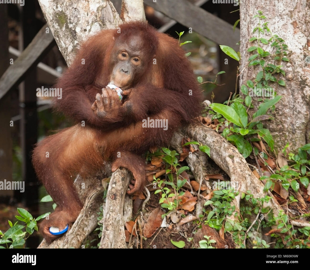 Orangutan foot hi-res stock photography and images - Alamy