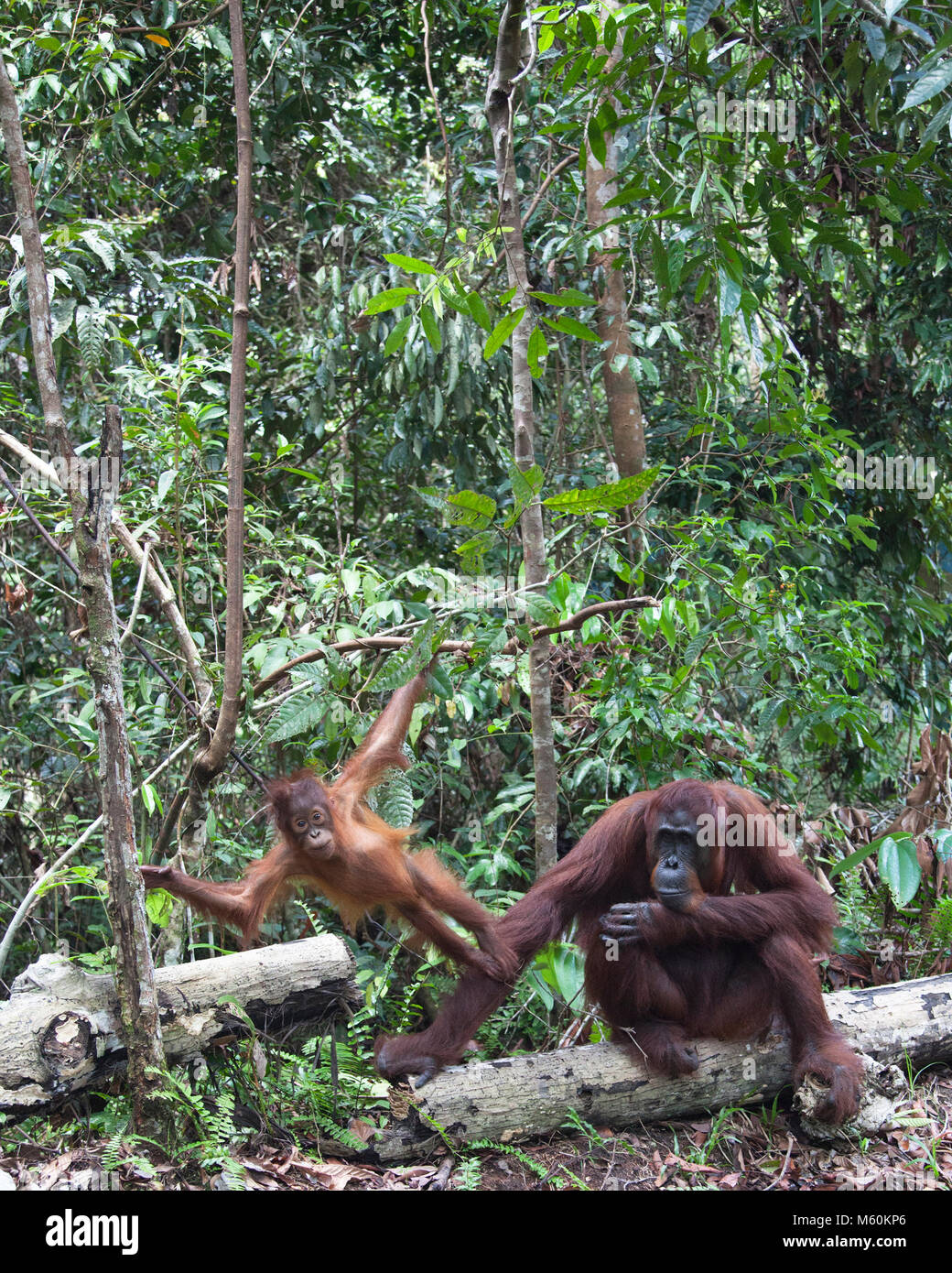 Two year old wild Bornean orangutan (Pongo pygmaeus) standing on mother ...