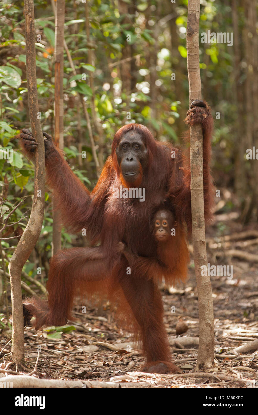 Orangutan Standing