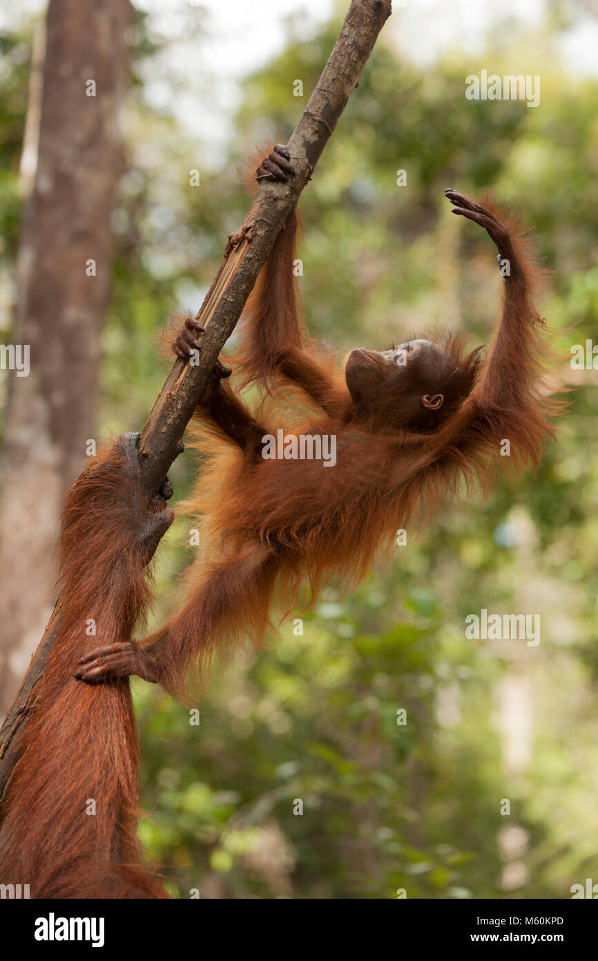 Orangutan standing hi-res stock photography and images - Alamy