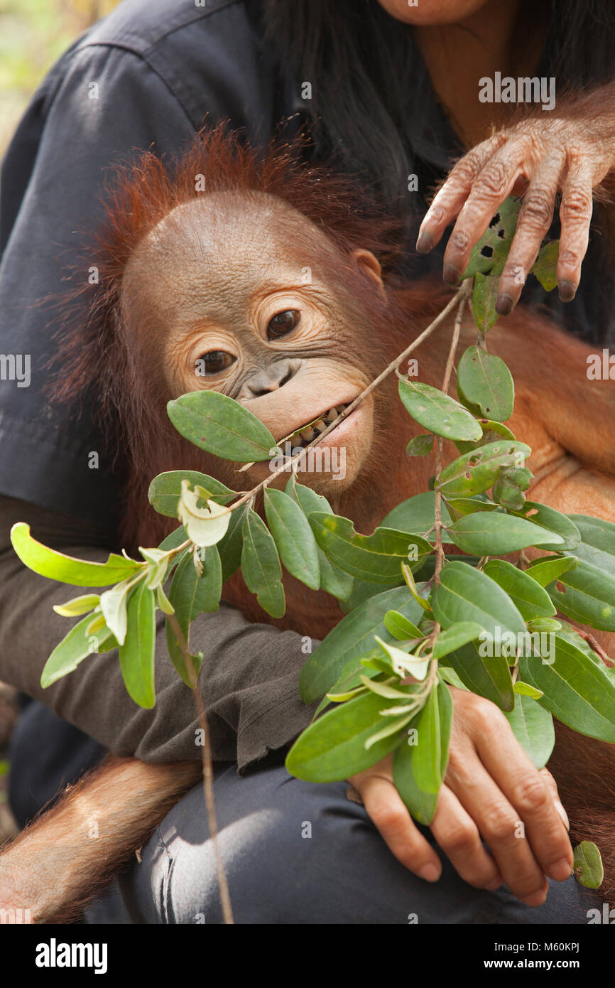 Rain forest rescue hi-res stock photography and images - Alamy