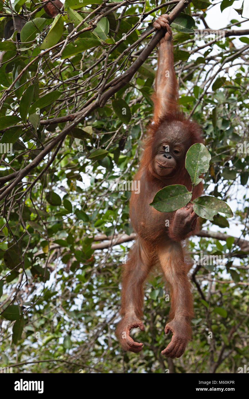 Jungle Tree High Resolution Stock Photography and Images - Alamy