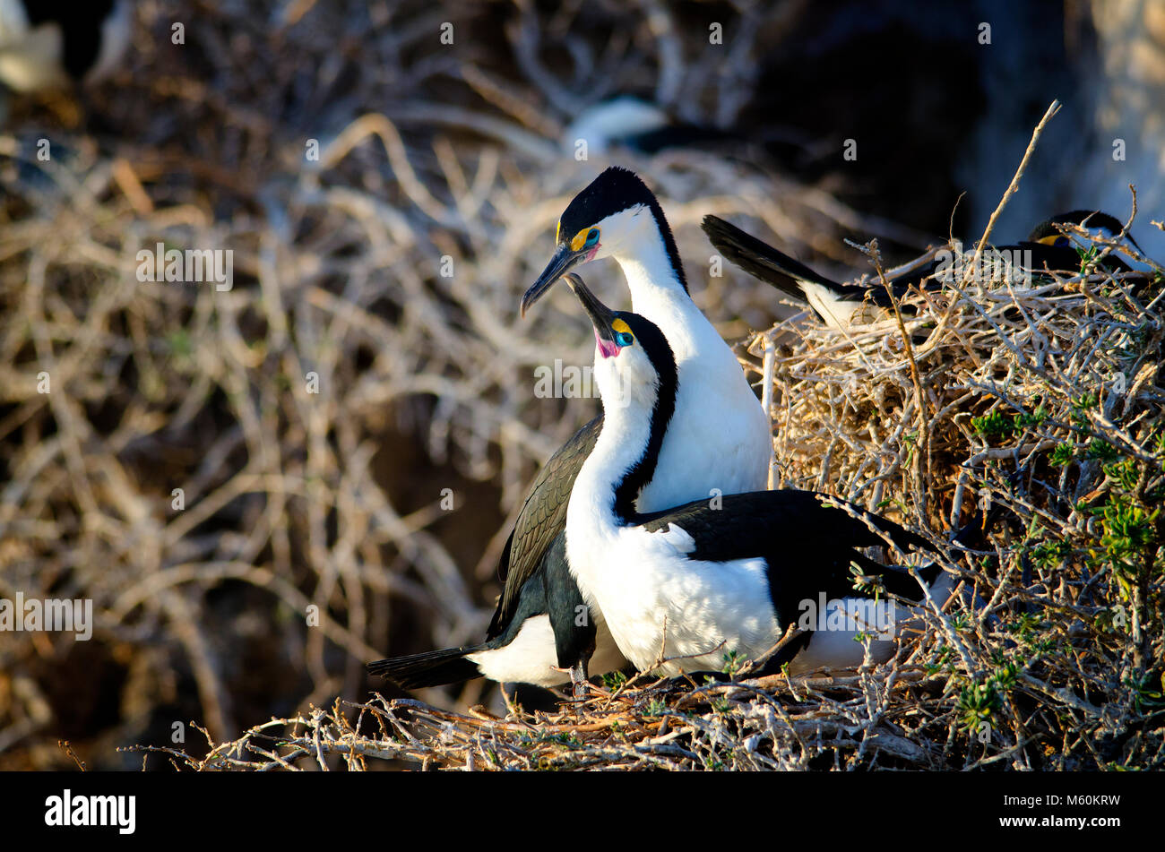 Breeding pair near nest hi-res stock photography and images - Alamy