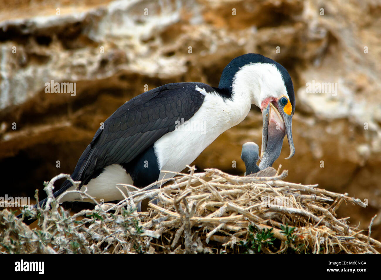 Baby cormorant hi-res stock photography and images - Alamy