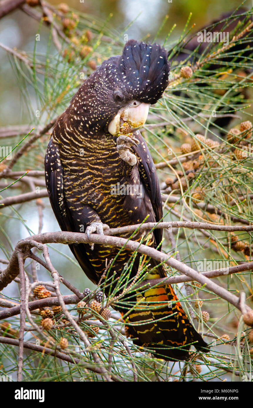 Red Tailed Black Cockatoo Female